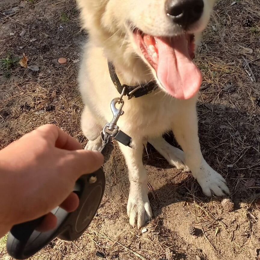 Собака в добрые руки отдам бесплатно
