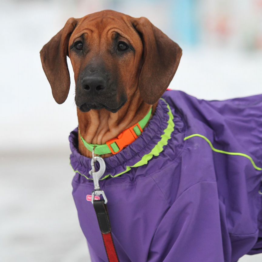 Родезийский риджбек, щенок