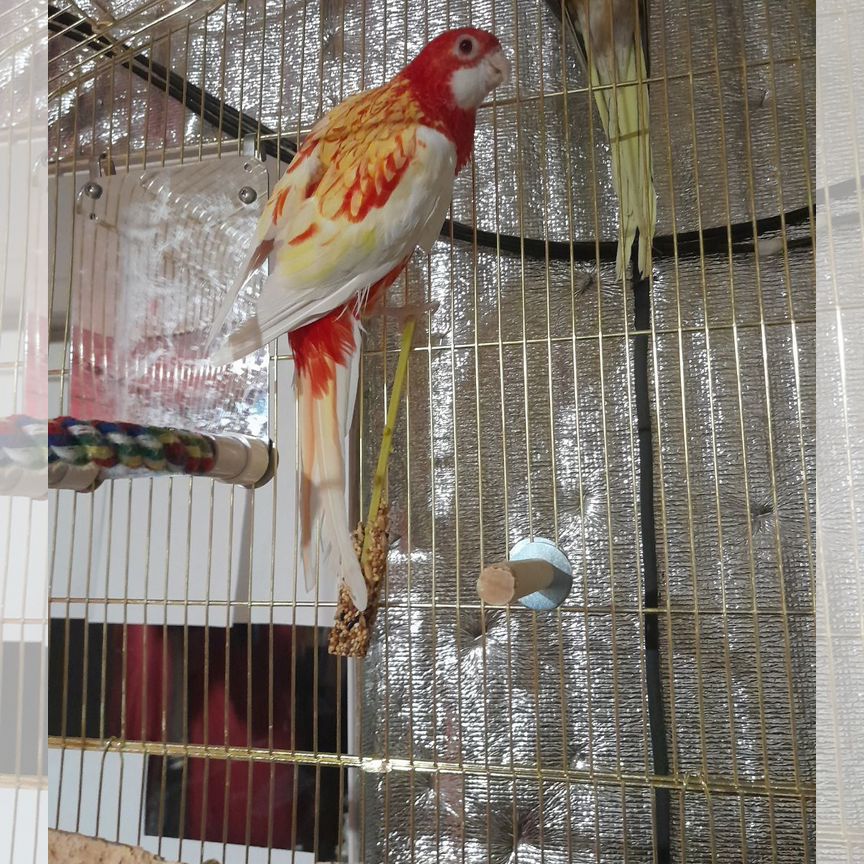 Попугай розелла