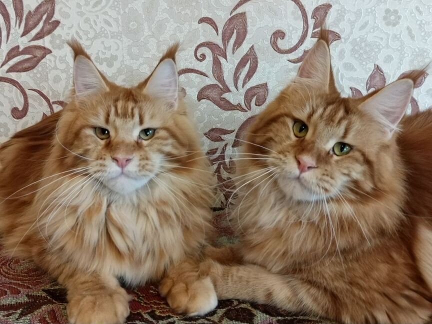 Рыжие красотки