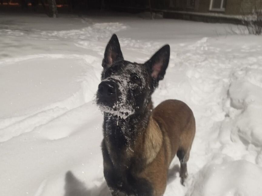 Малинуа в добрые руки
