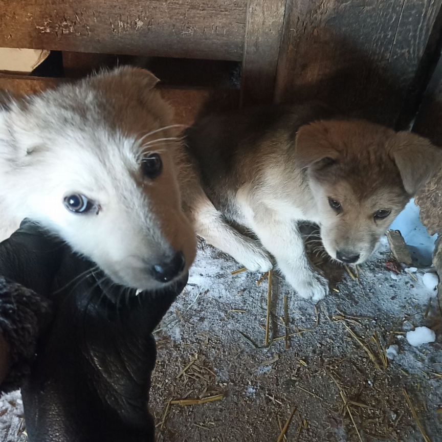 Щенок в добрые руки