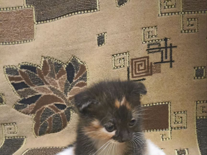 Котята