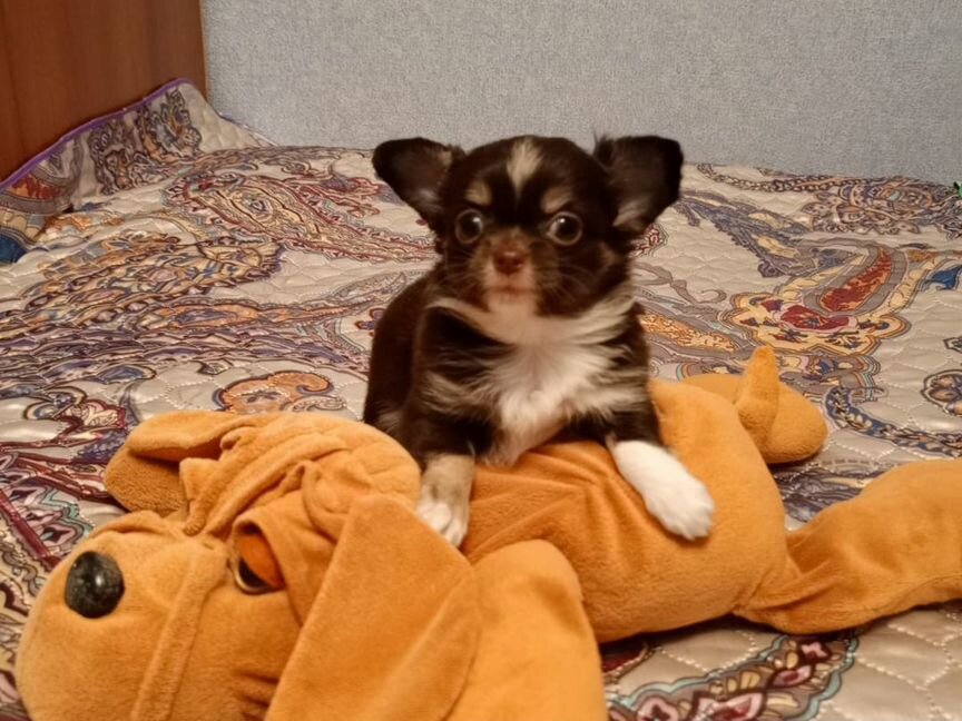 Фонтанчики радости