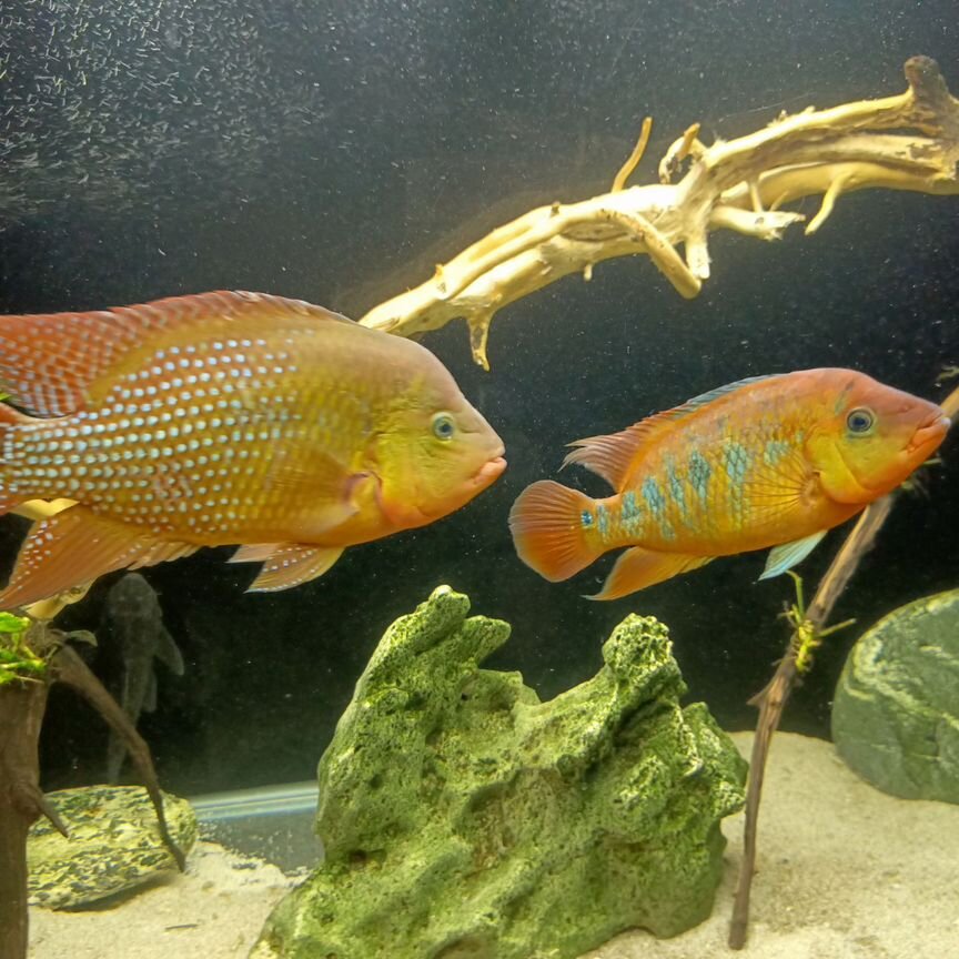 Цихлазома Феста