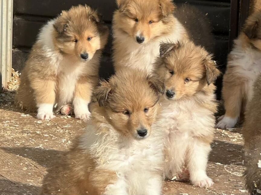 Щенки колли