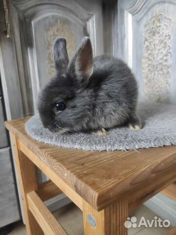 Карликовый кролик