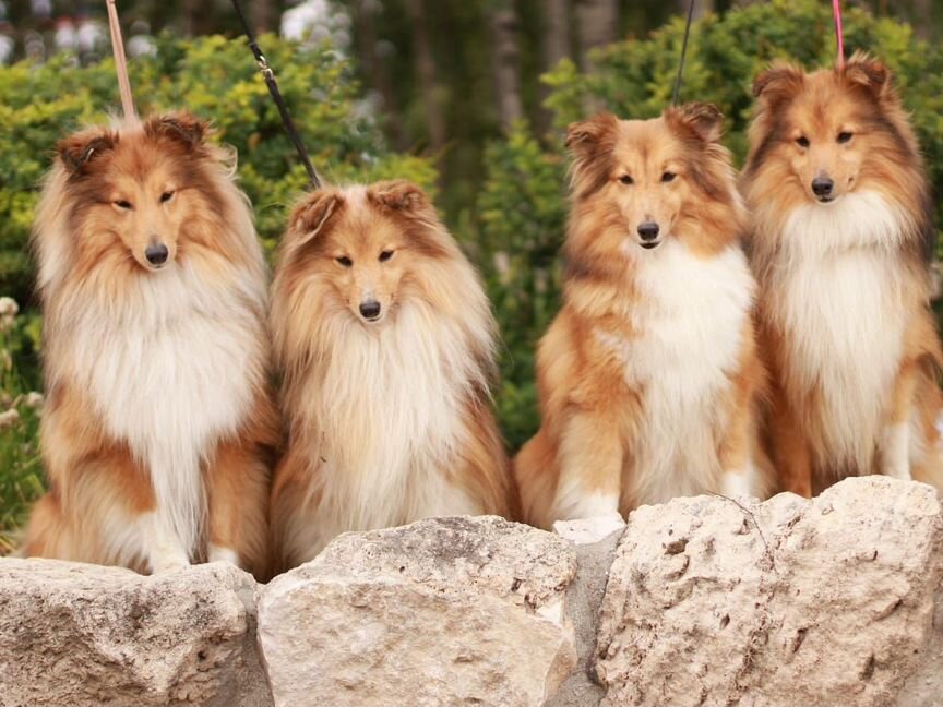 Шелти очаровашки