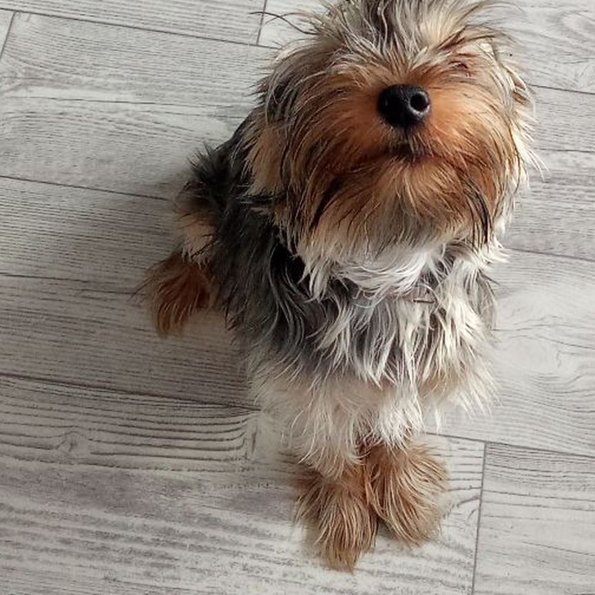 Йоркширский терьер, щенок