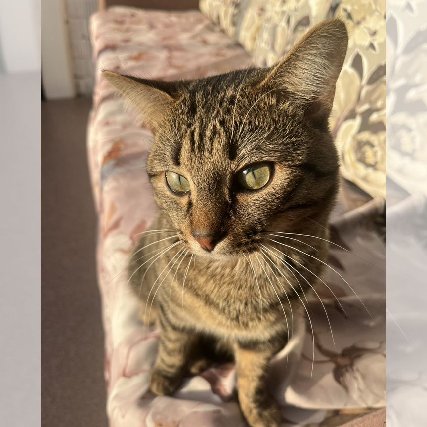 Азиатская табби, взрослый кот