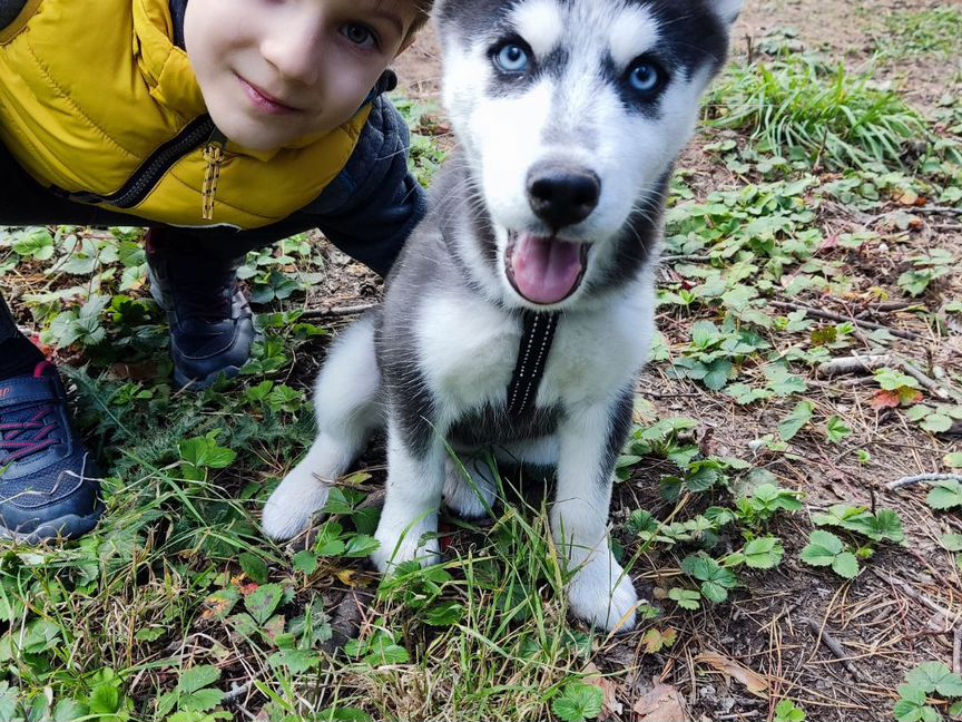 Сибирский хаски бесплатно