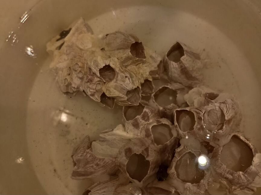 Морской тюльпан