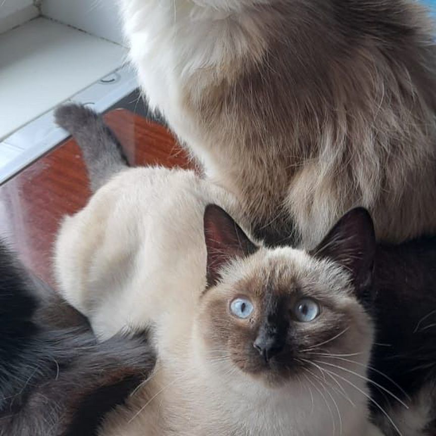 Кошки в добрые руки