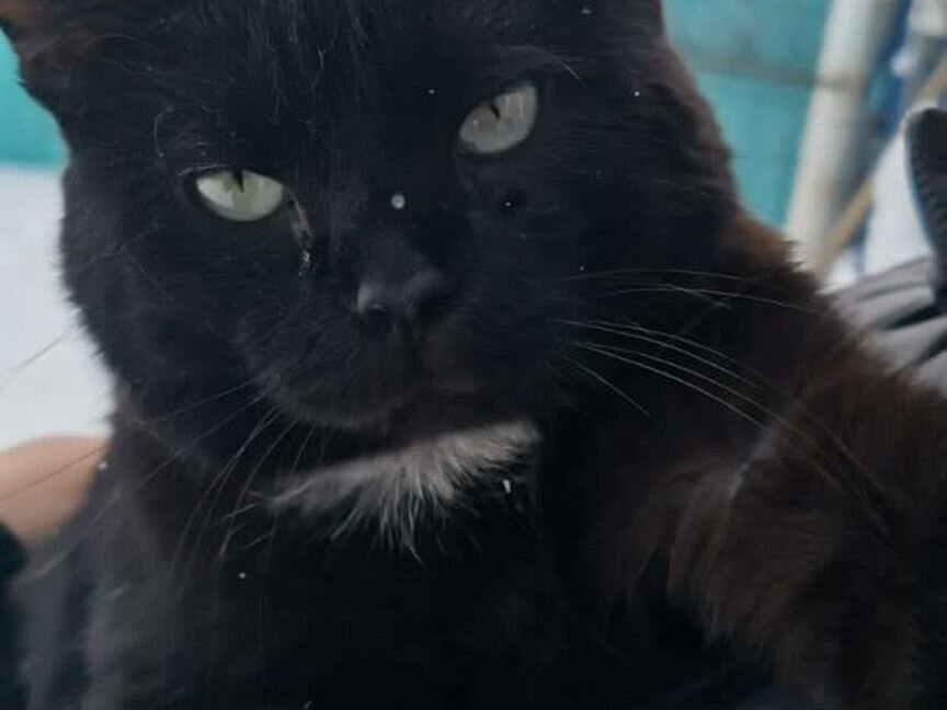 Кошка