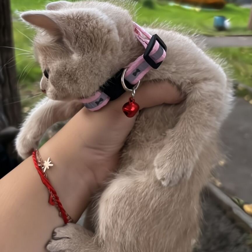 Котенок девочка турецкая ангора