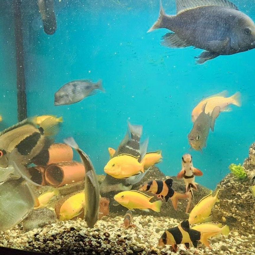 Еллоу взрослые