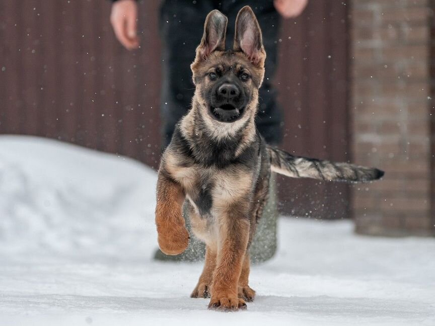 Немецкая охрана -щенки немецкой овчарки