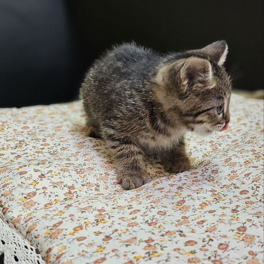 Малыш без имени 1,5 месяца