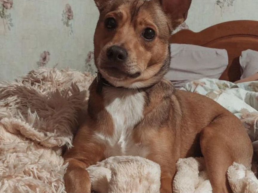 Помесь шпица и чихуахуа