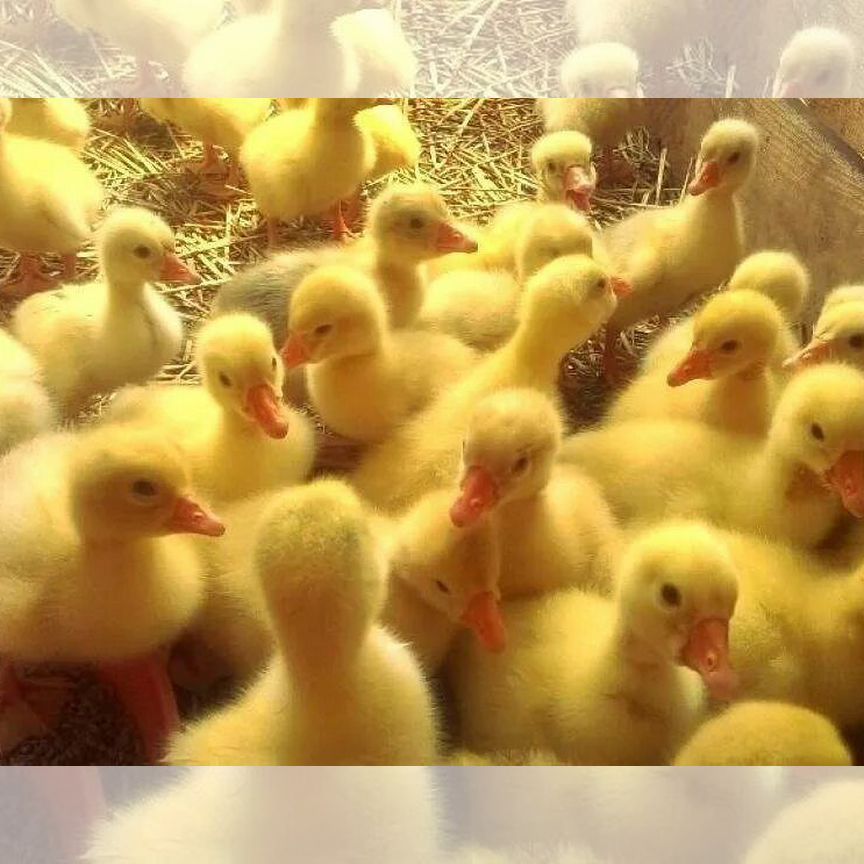 Гусята суточные