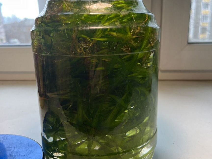 Аквариумные растения