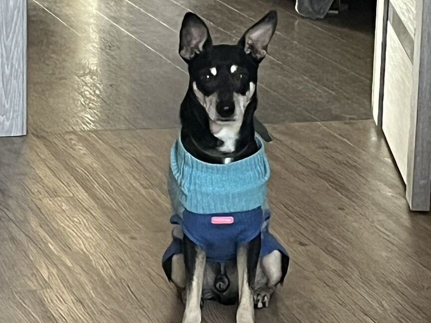 Собака в добрые руки