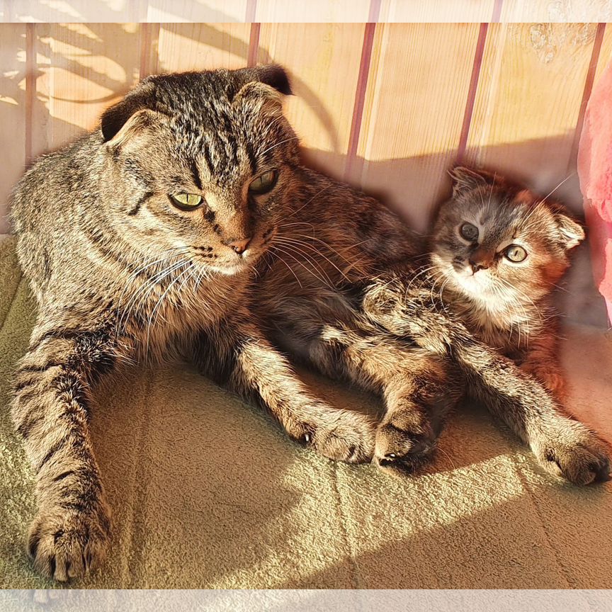 Камышовые вислоушки мама и дочка ищут дом и хозяев