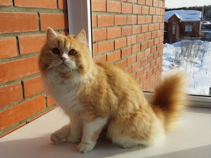 Леди в солнечном наряде