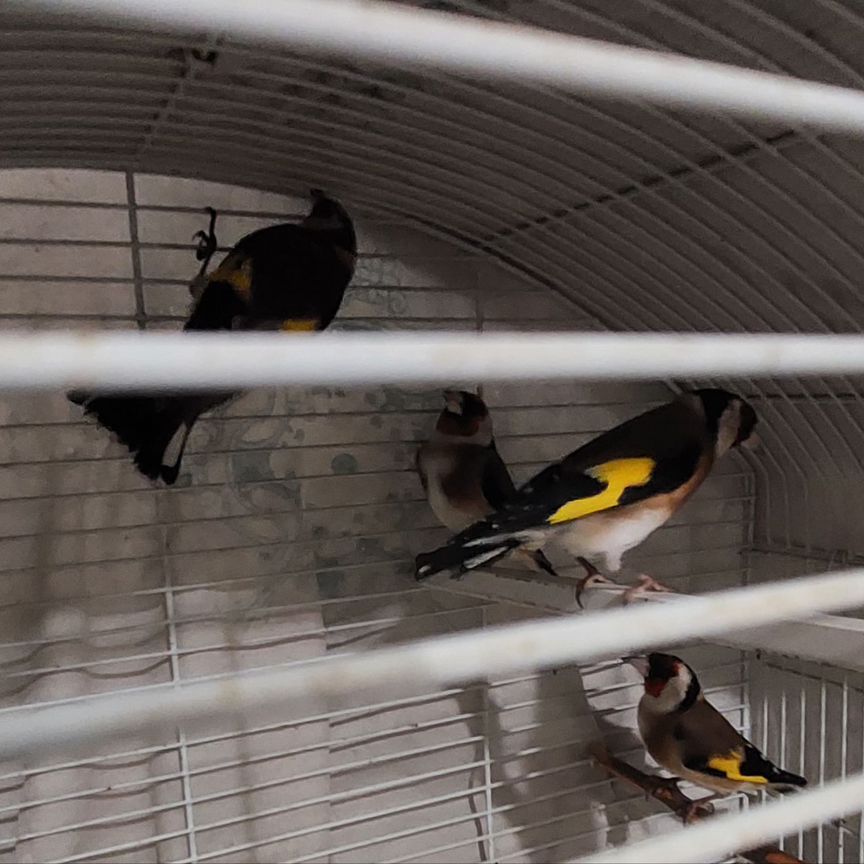 Шегол птицы ростовской