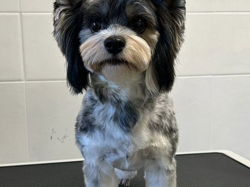 Йоркширский терьер бивер