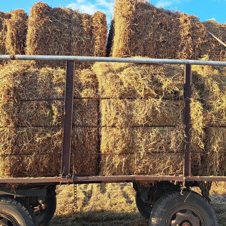 Гороховая солома с разнотравьем