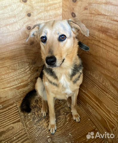 Шелли ждет добрые руки