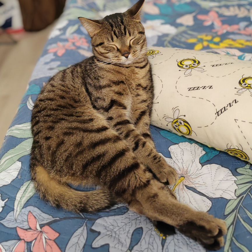 Отдам кота в добрые руки