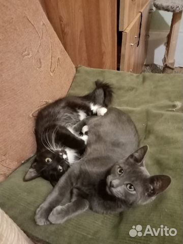 Отдам в добрые руки