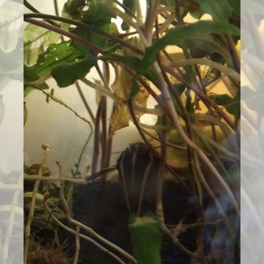 Комета,платидорасы