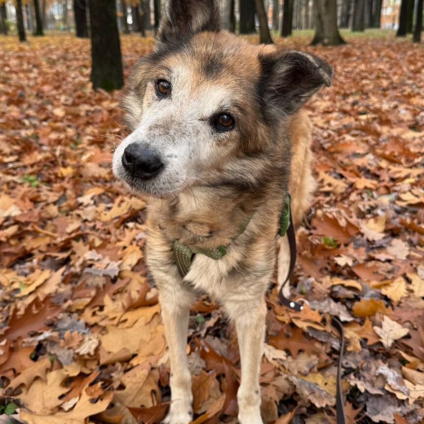 Взрослый пёс в добрые руки