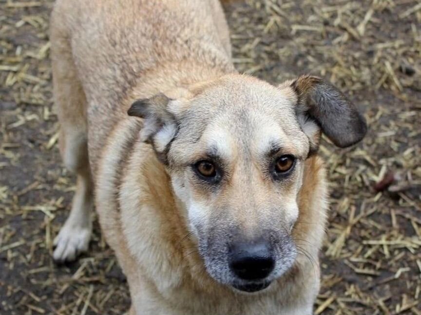 Белла ищет хозяина