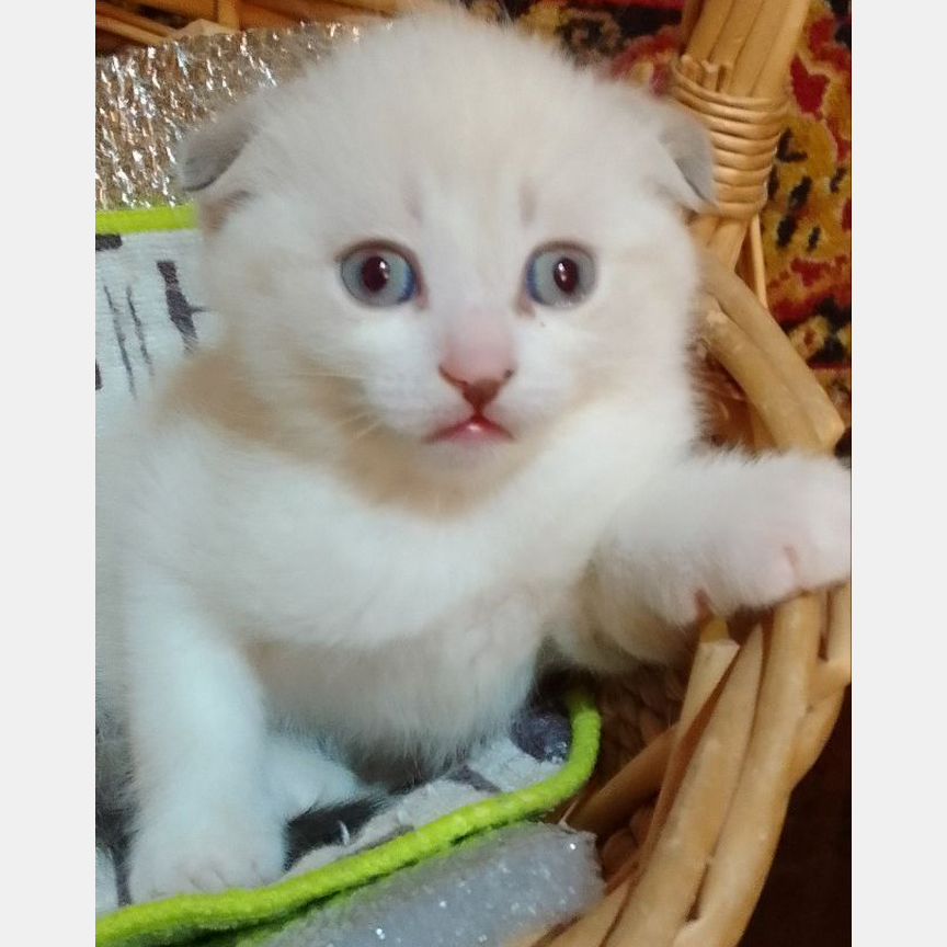 Котенок-вислоушка