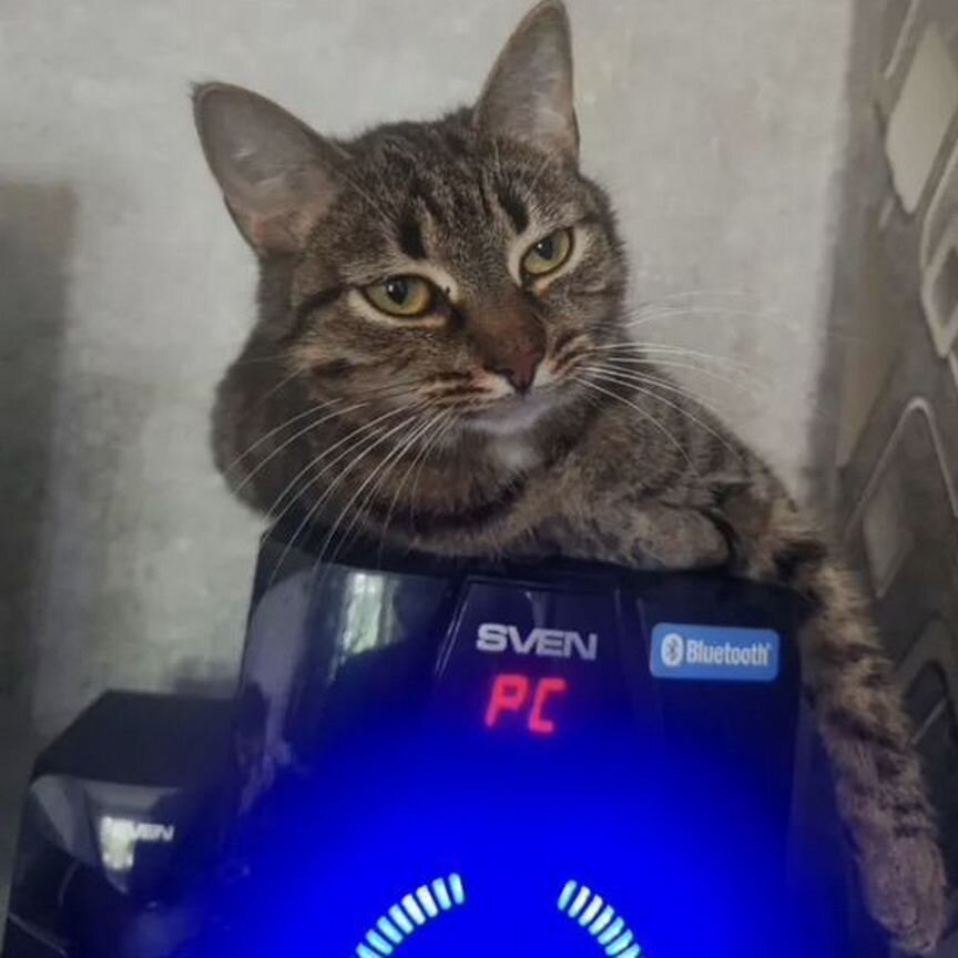 Взрослая кошка в добрые руки