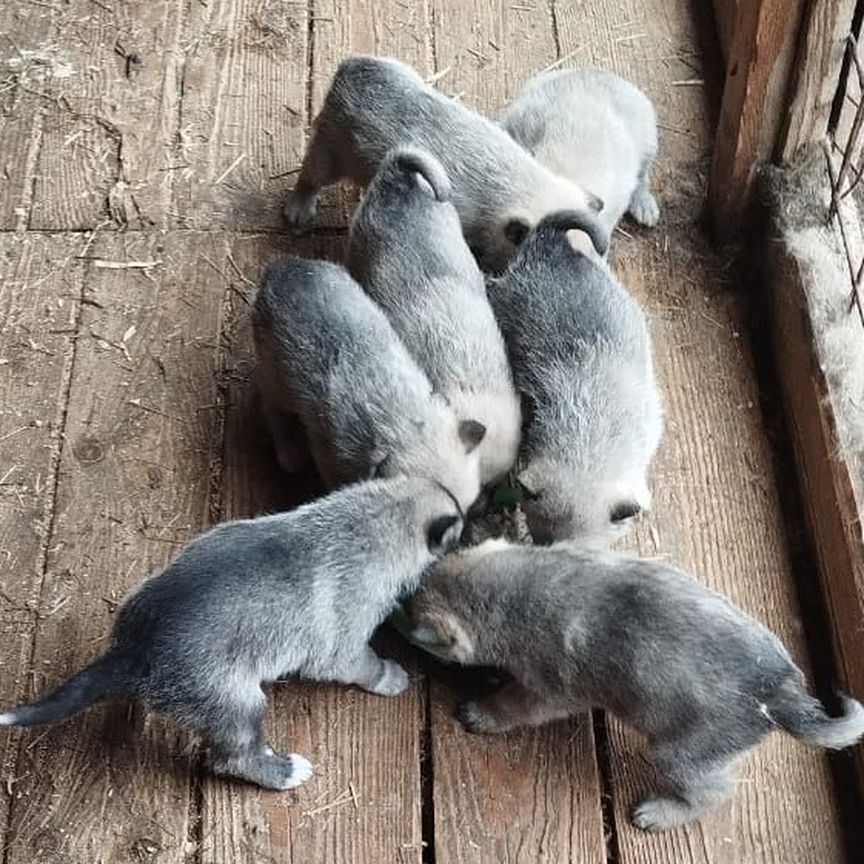 Западносибирская лайка, щенок