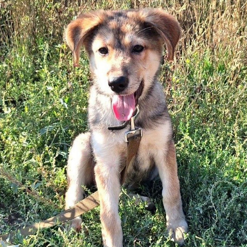 Взрослая собака в добрые руки