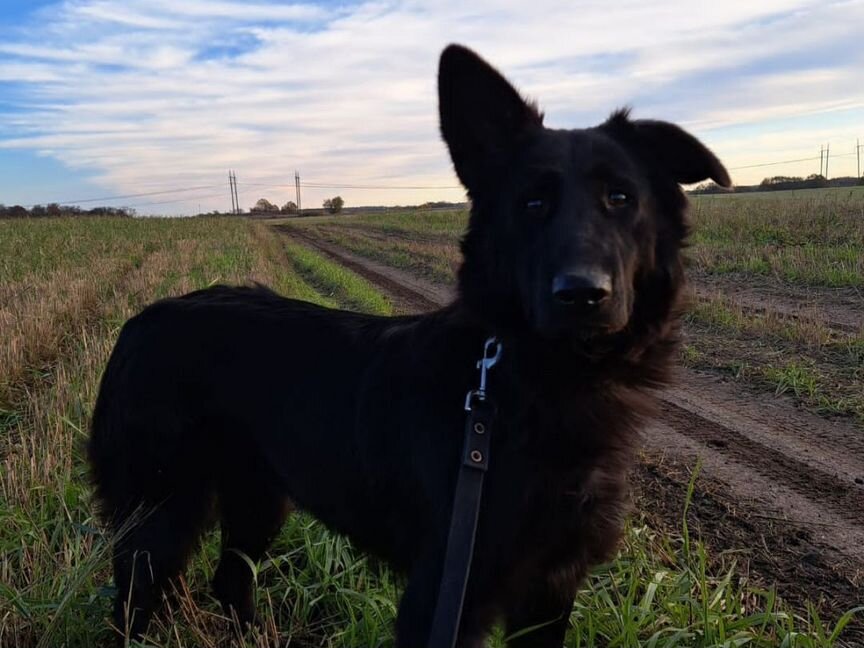 Собака Зэна в хорошую семью бесплатно