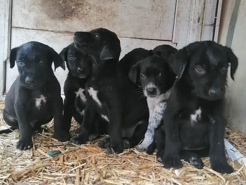 Щенки дратхара