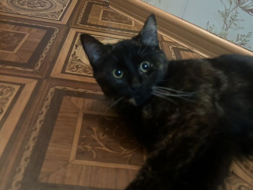 Кошечка Молли