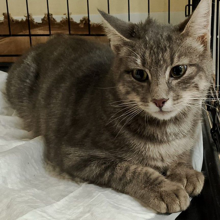 Пожалейте заберите кошечку домой