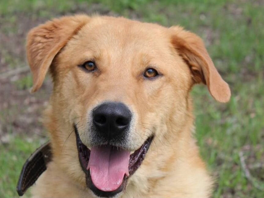 Собака Пёс из приюта в добрые руки