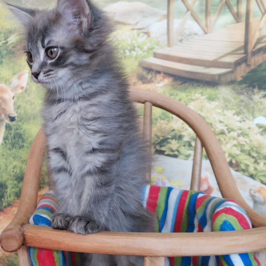 Котёнок от частного владельца