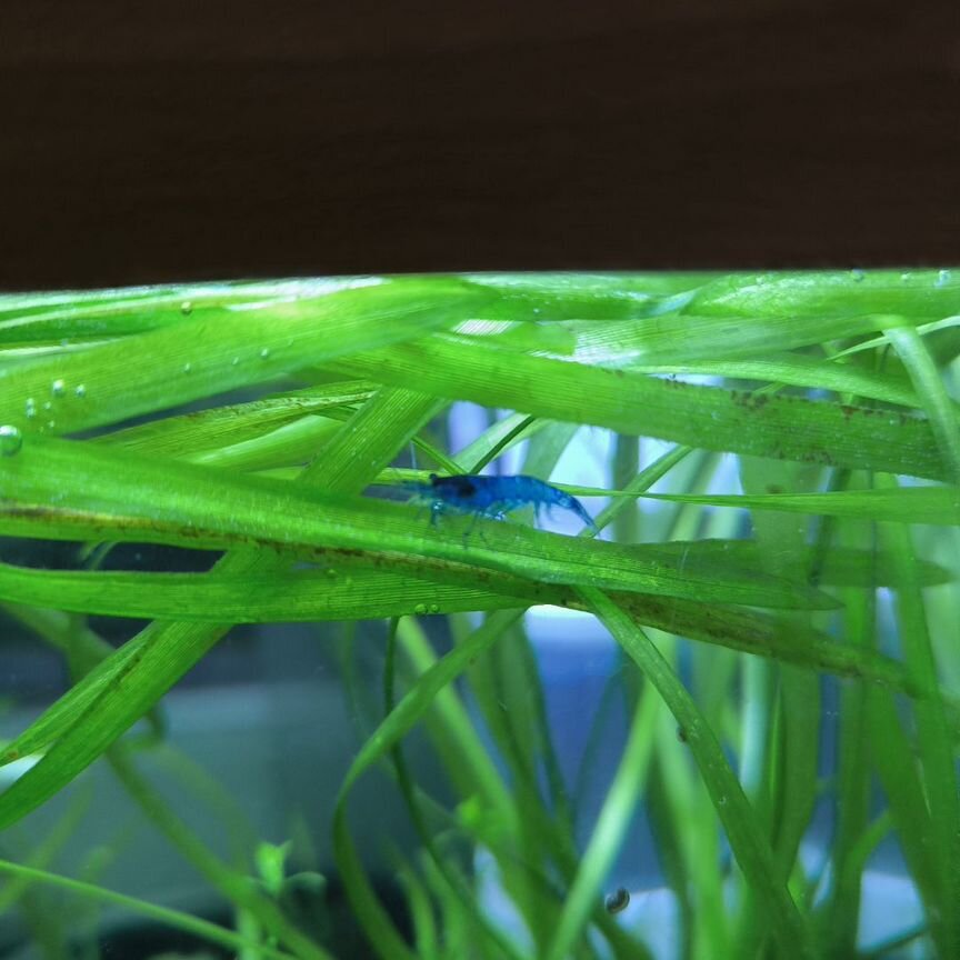 Креветки синие неокардины