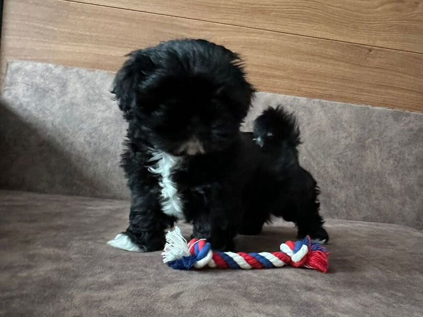 Черный принц