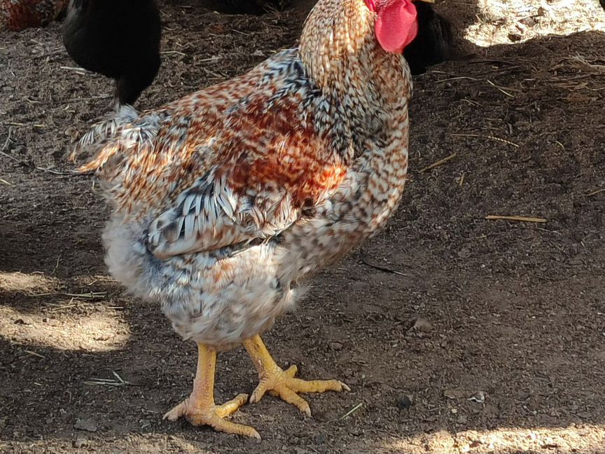 Билефельдер петушки